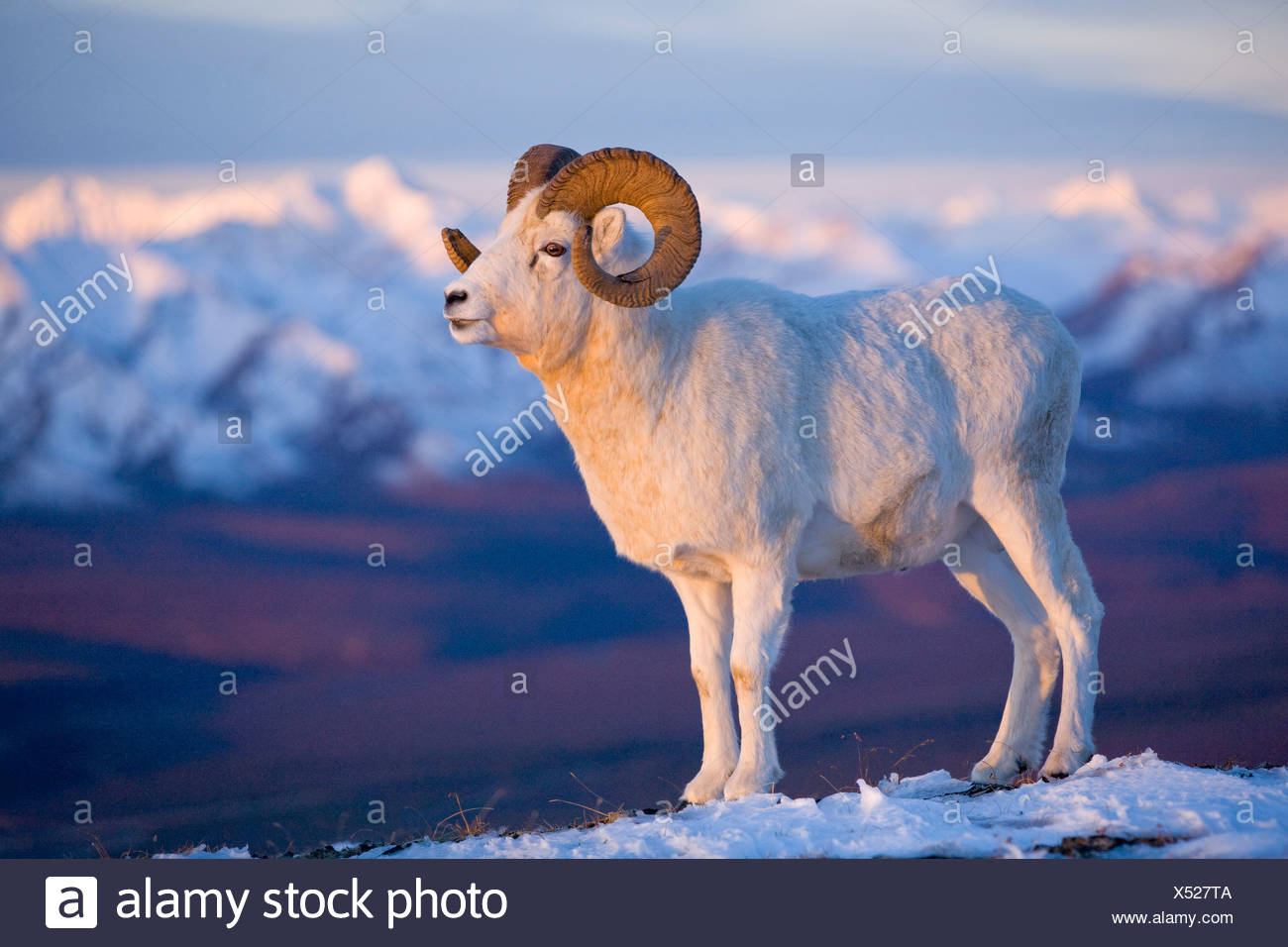 Dall Sheep Stock Photos & Dall Sheep Stock Images - Alamy