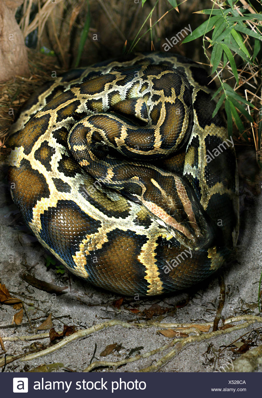 Indian Snakes High Resolution Stock Photography and Images - Alamy