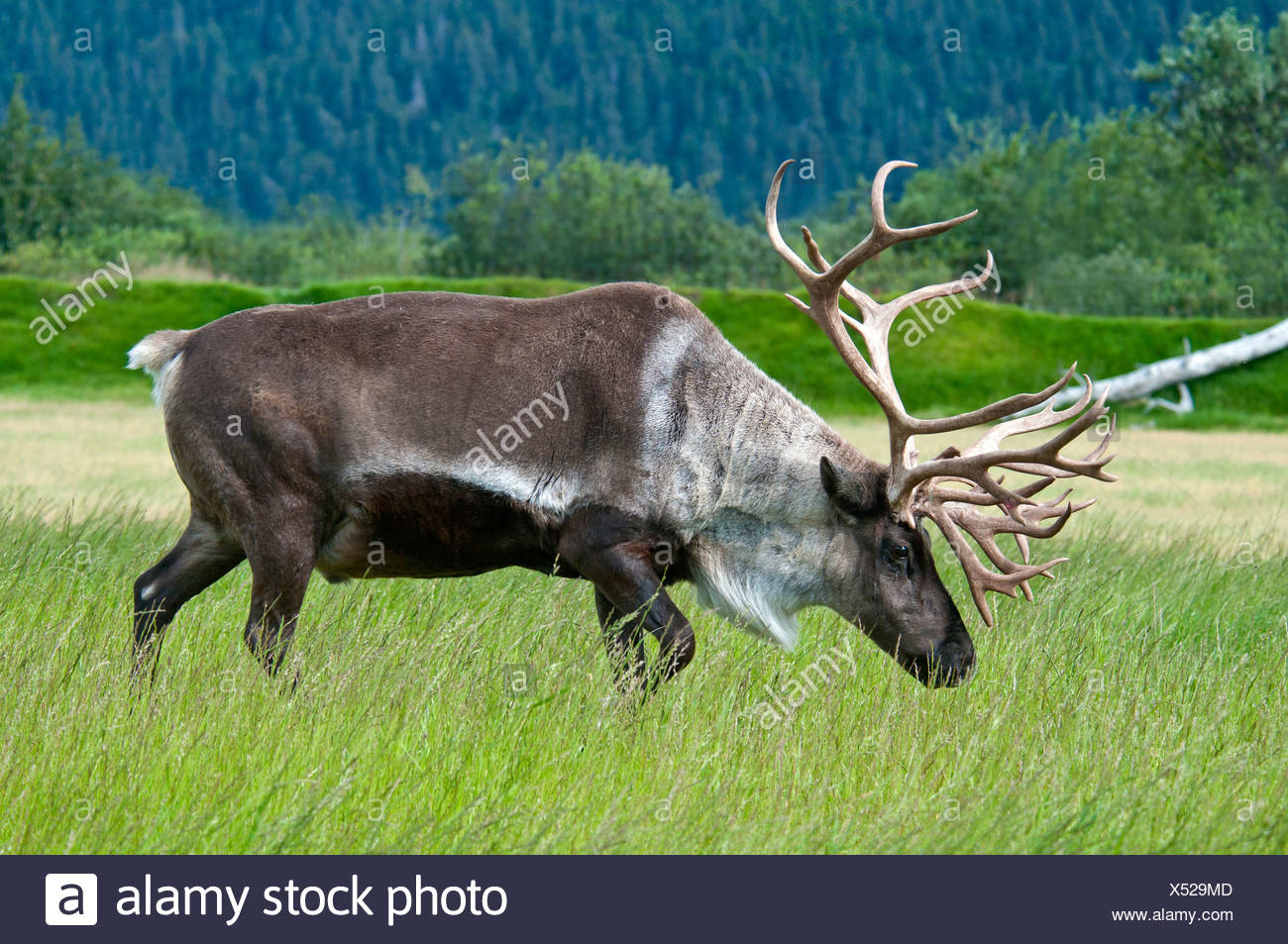 Barren Ground Caribou High Resolution Stock Photography and Images - Alamy