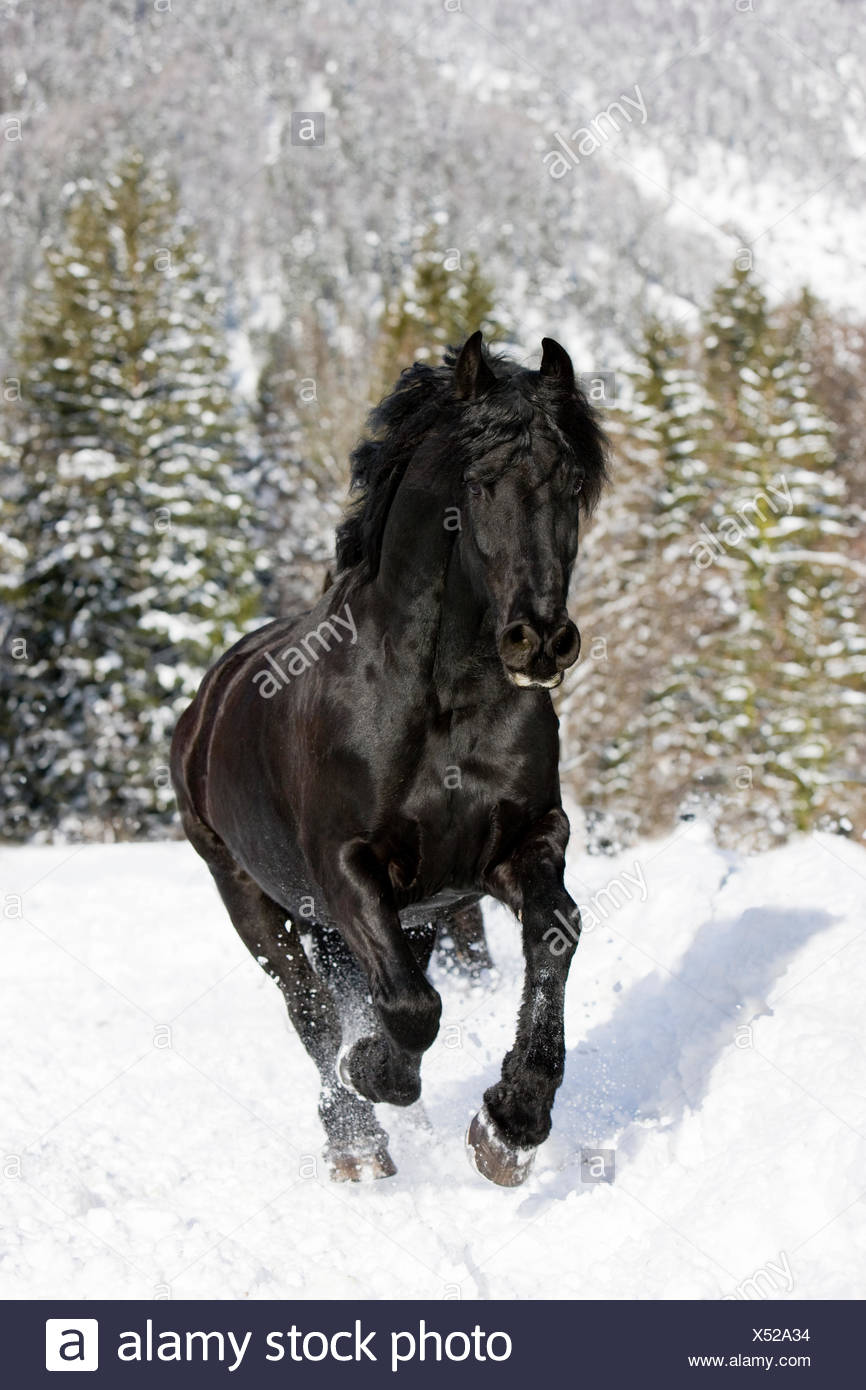 Friesian Snow High Resolution Stock Photography and Images - Alamy