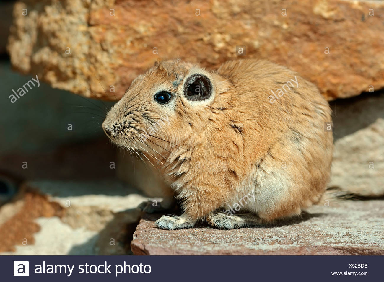Gundi High Resolution Stock Photography and Images - Alamy