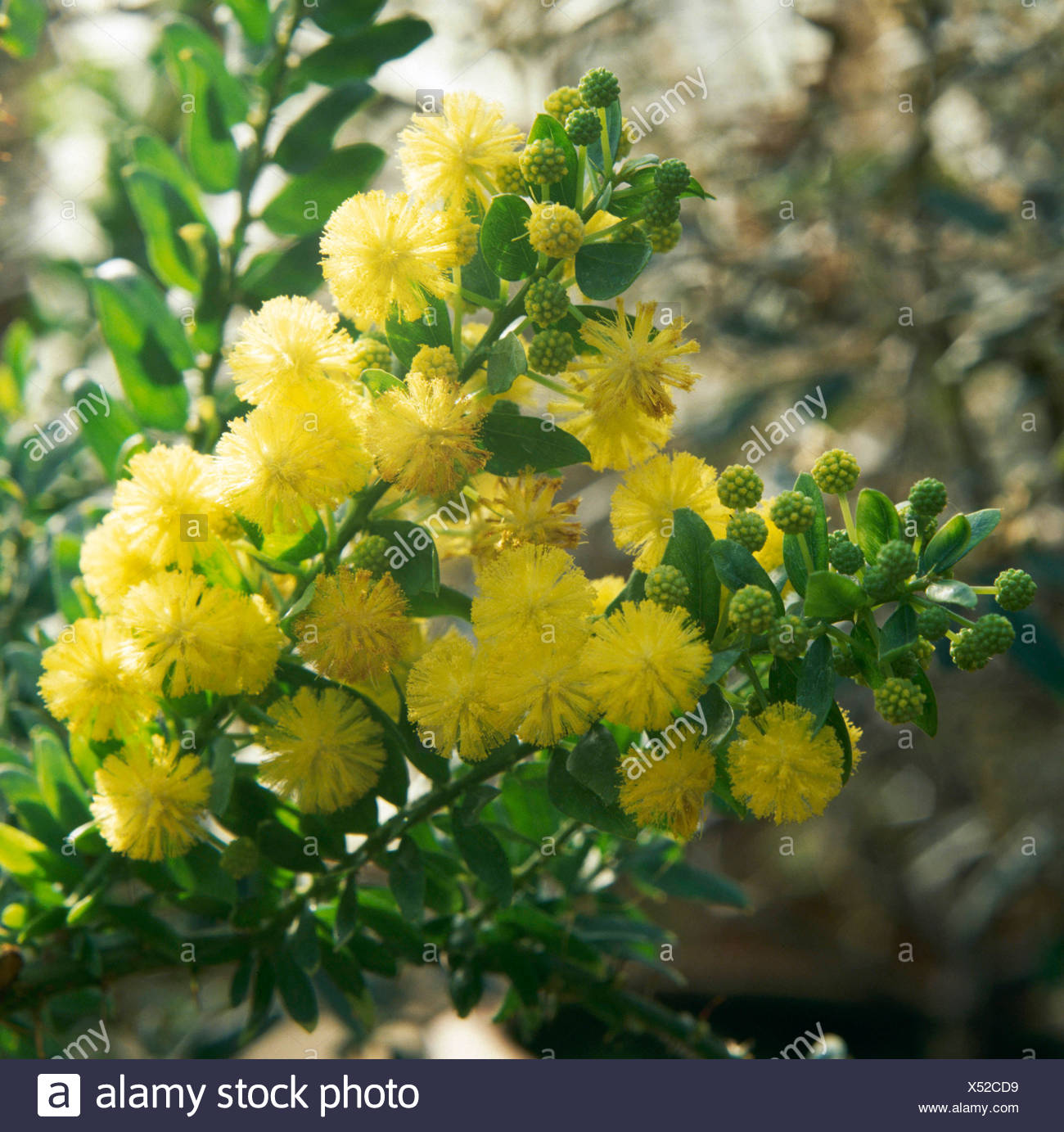 Acacia Armata High Resolution Stock Photography and Images - Alamy