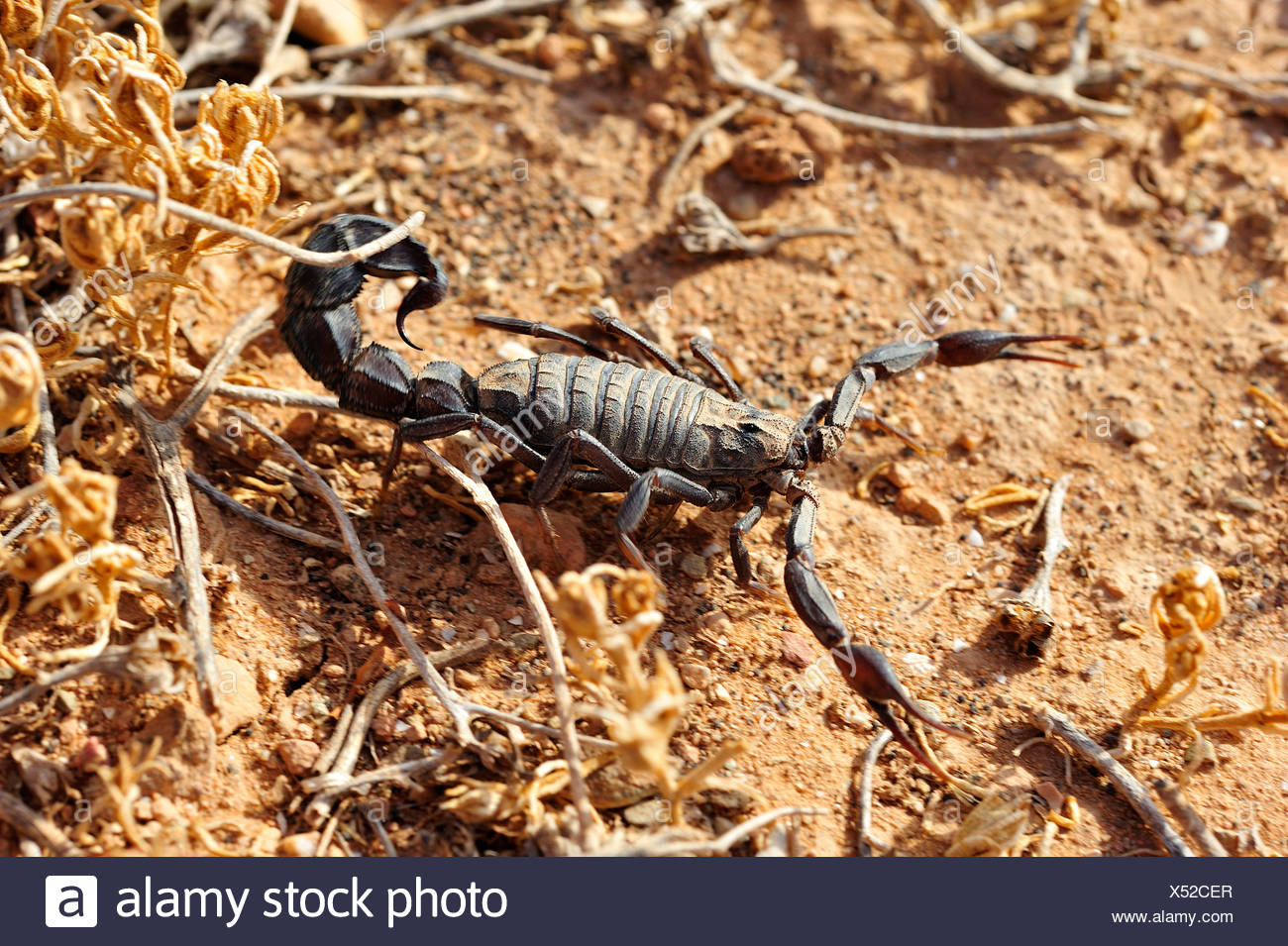 Poisonous Animals High Resolution Stock Photography and Images - Alamy
