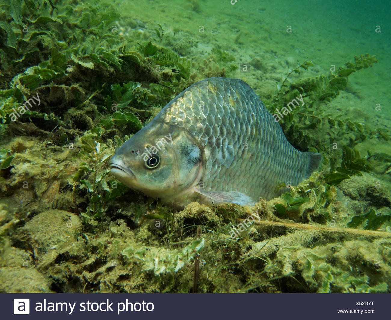 Gibel Carp High Resolution Stock Photography and Images - Alamy