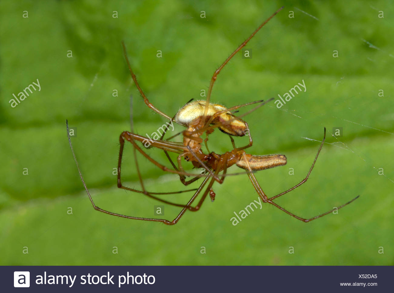 Spiders Mating Stock Photos & Spiders Mating Stock Images - Alamy