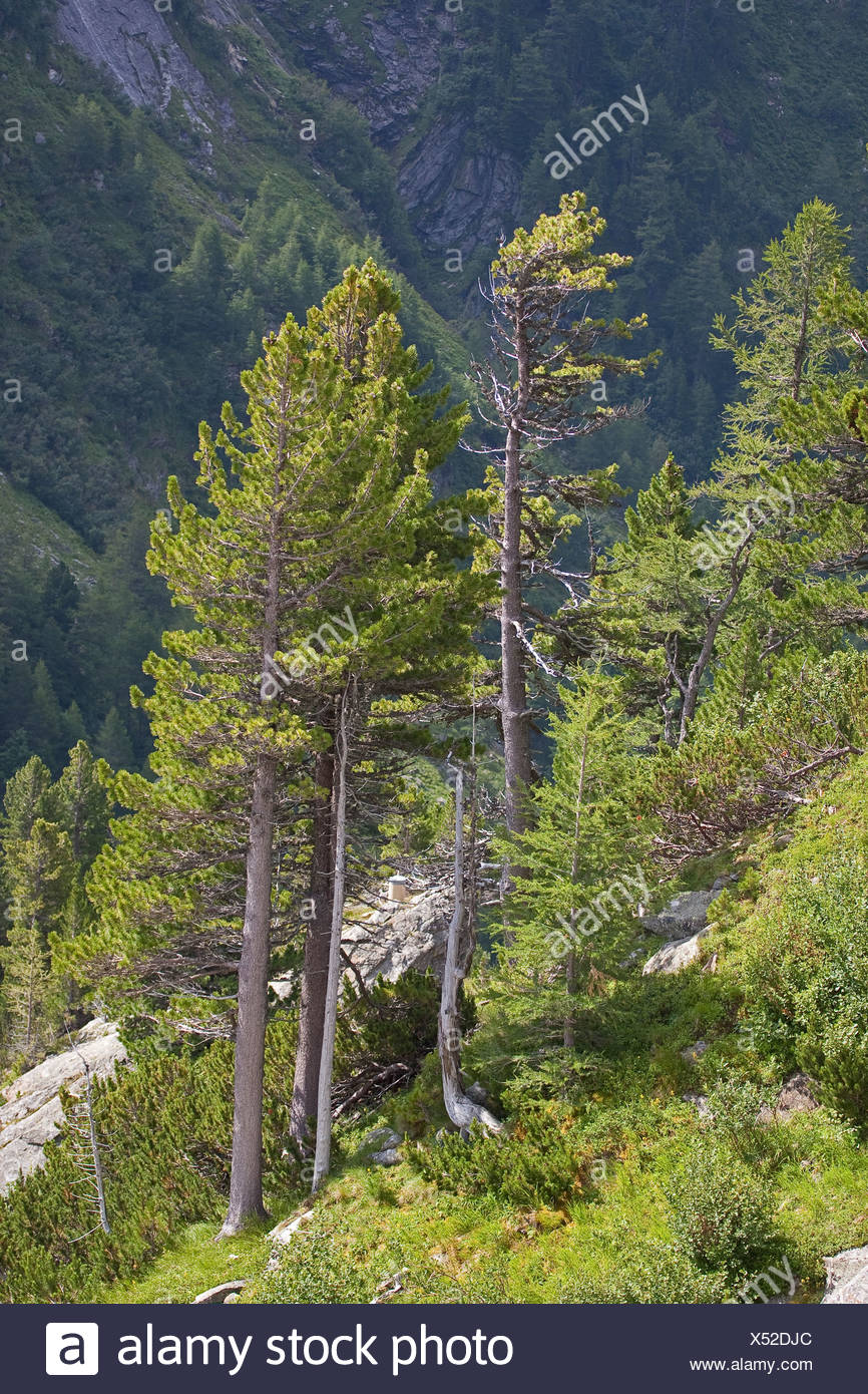 Swiss Pine Swiss Stone Pine High Resolution Stock Photography and ...