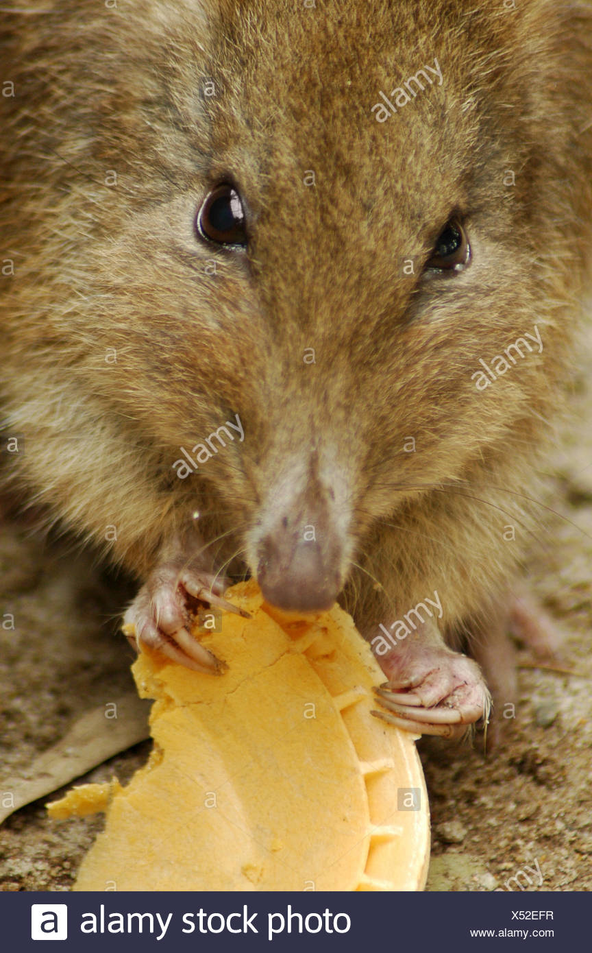 Animal Baiting High Resolution Stock Photography and Images - Alamy