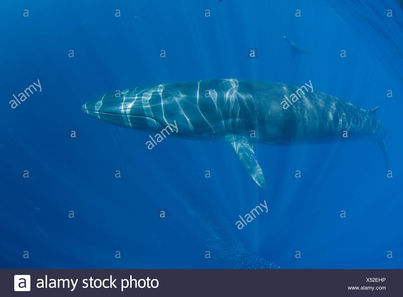 Balaenoptera Edeni Stock Photos & Balaenoptera Edeni Stock Images - Alamy