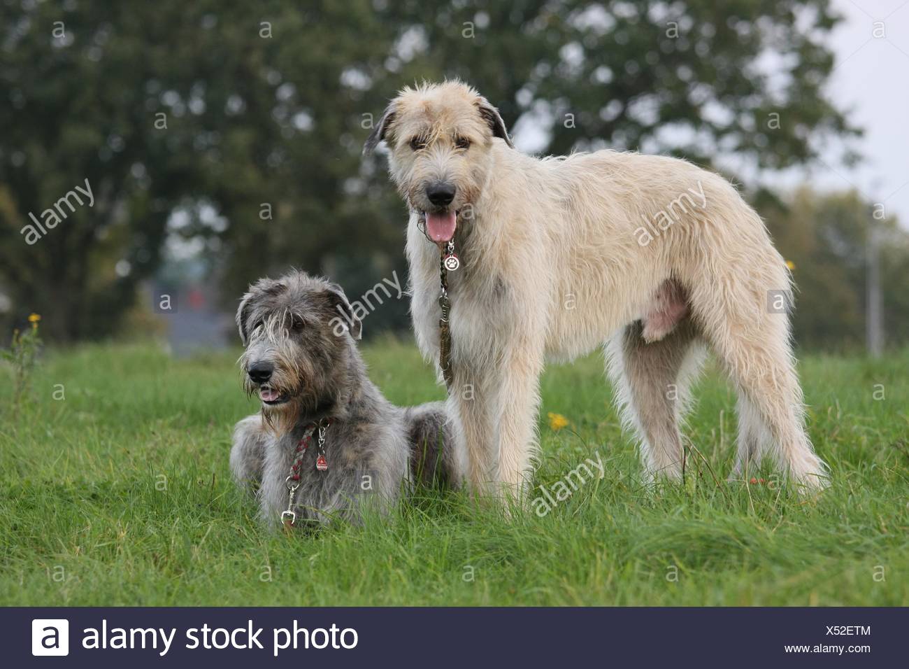 Irish Wolfhound Adult High Resolution Stock Photography and Images - Alamy