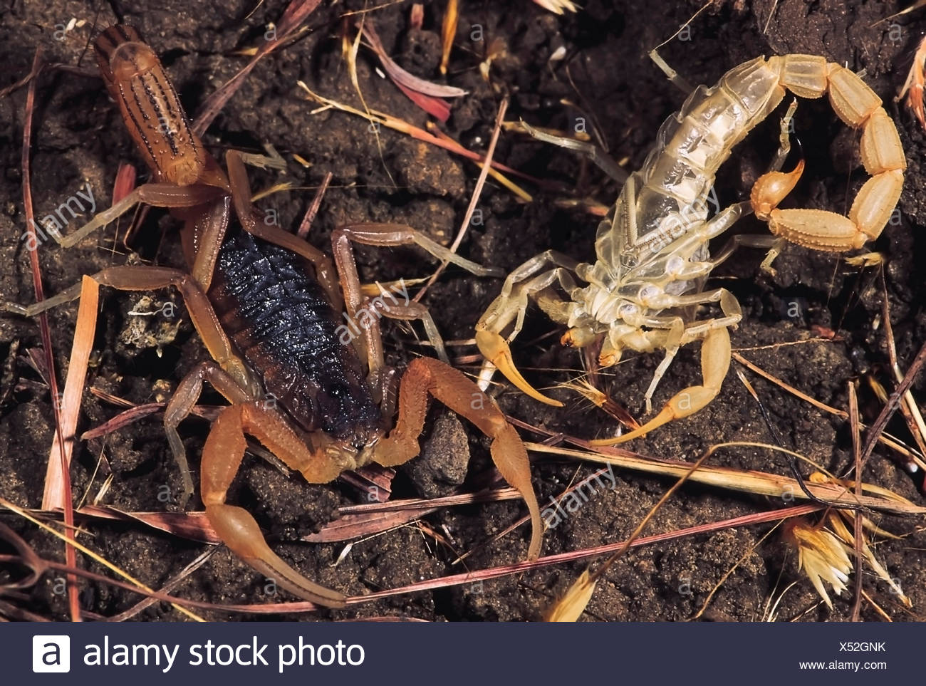 Indian Scorpion High Resolution Stock Photography and Images - Alamy