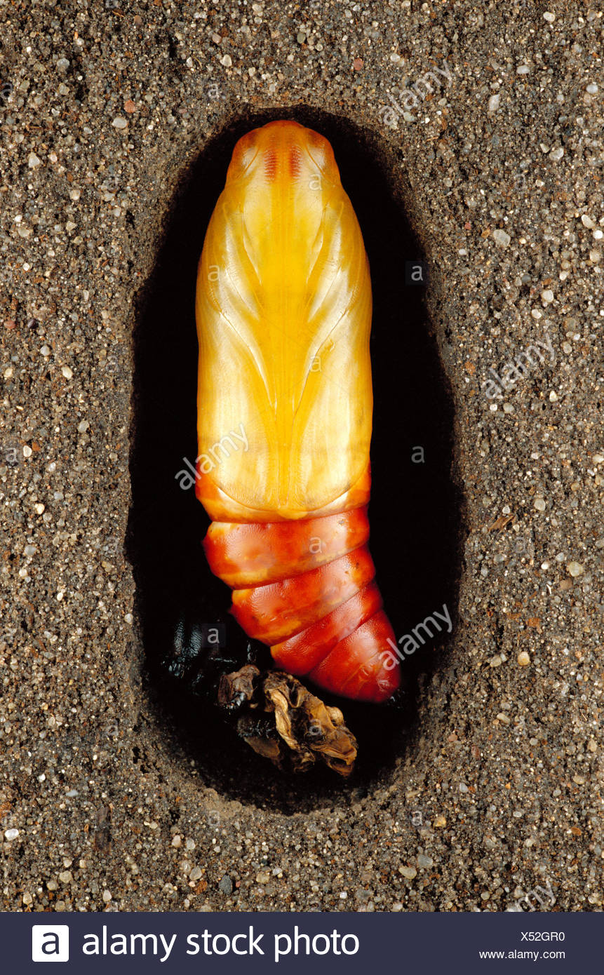 Moth Pupae Life Cycle High Resolution Stock Photography and Images - Alamy
