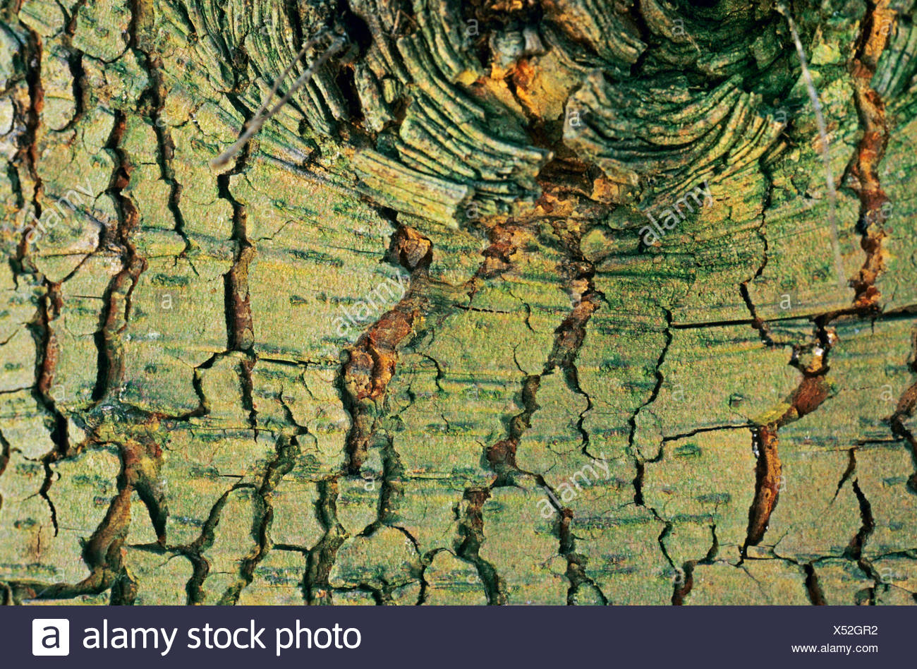 Indian Cedars High Resolution Stock Photography and Images - Alamy