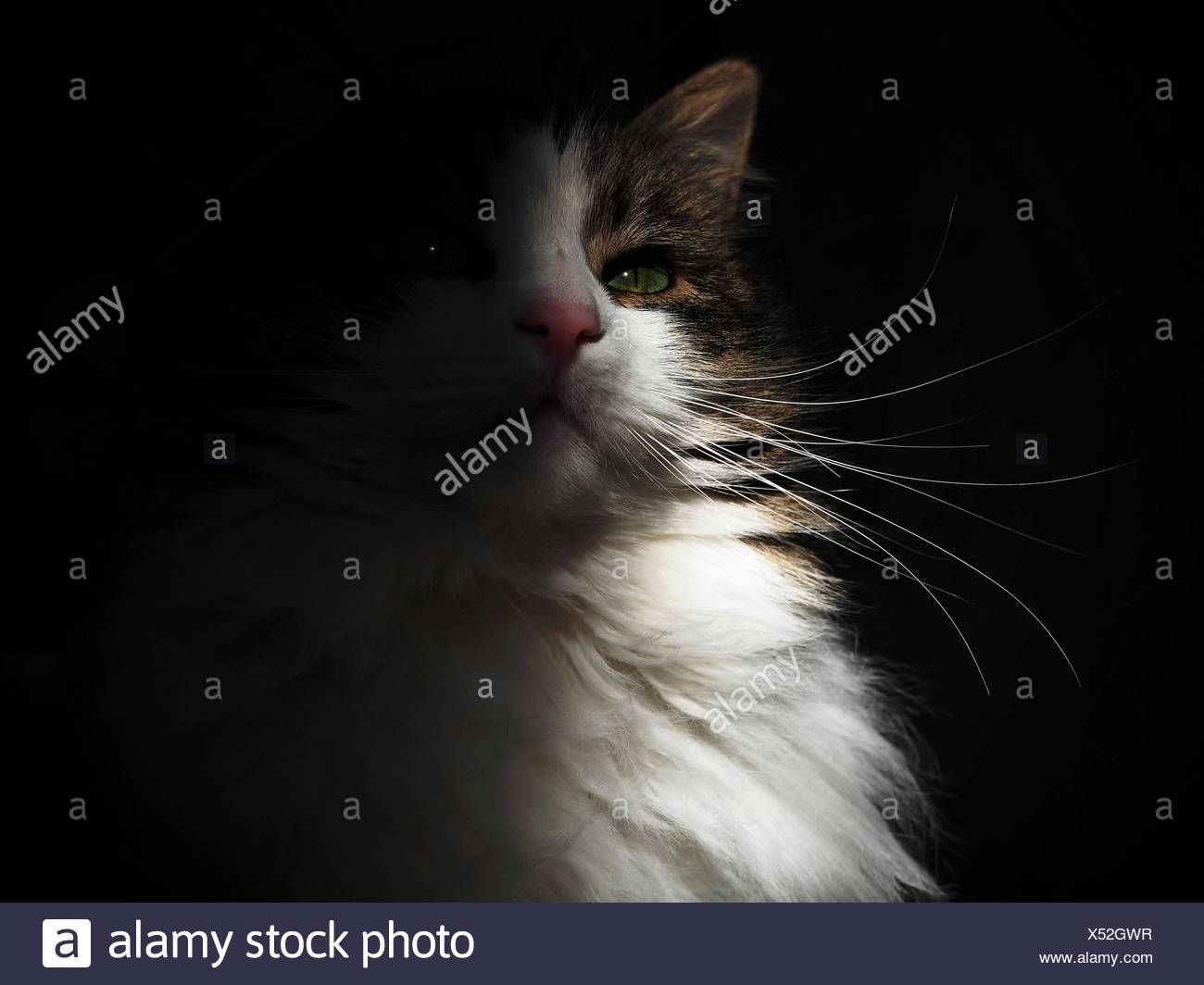 Cat In Sun High Resolution Stock Photography and Images - Alamy