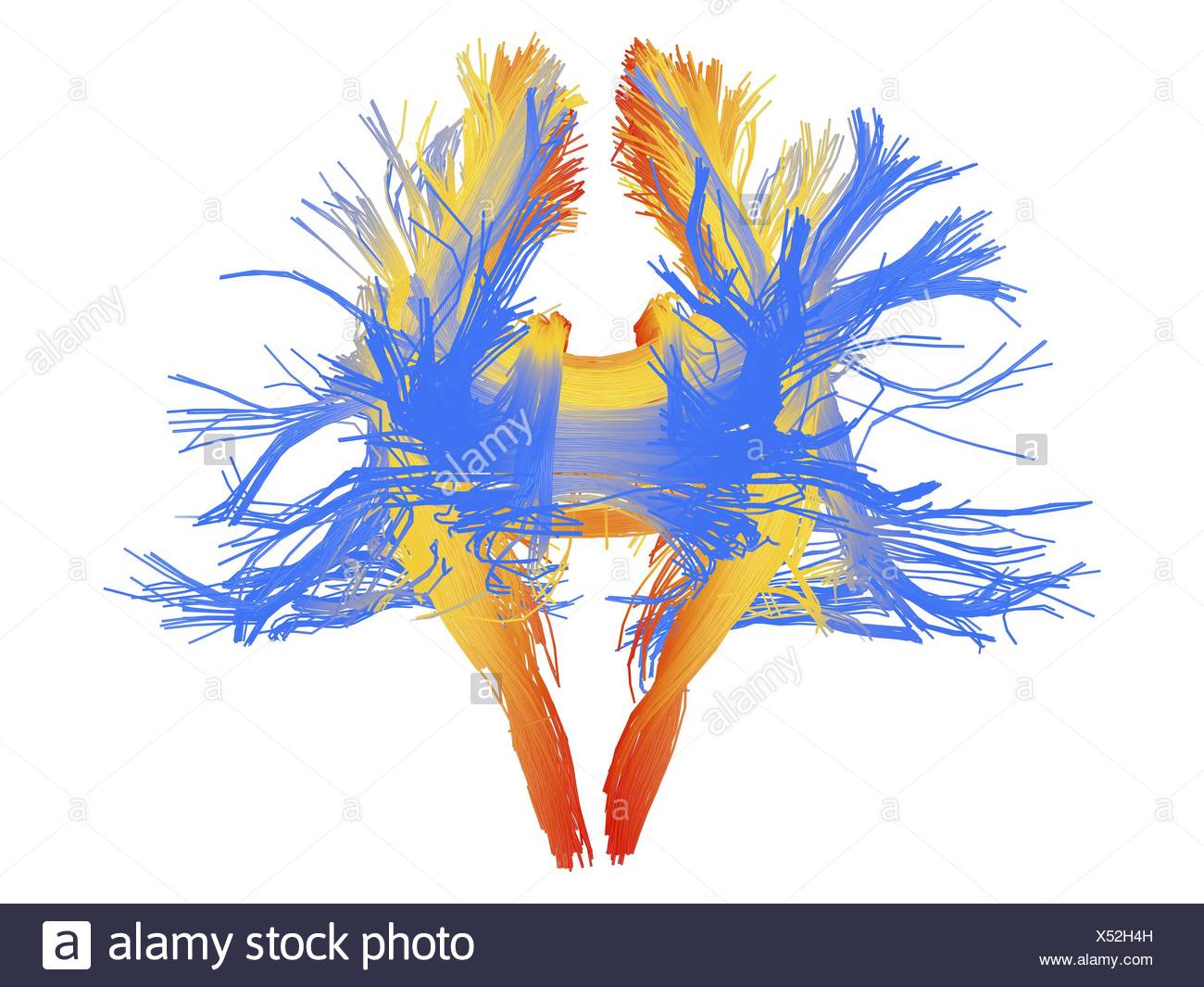 Brain Pathways High Resolution Stock Photography and Images - Alamy