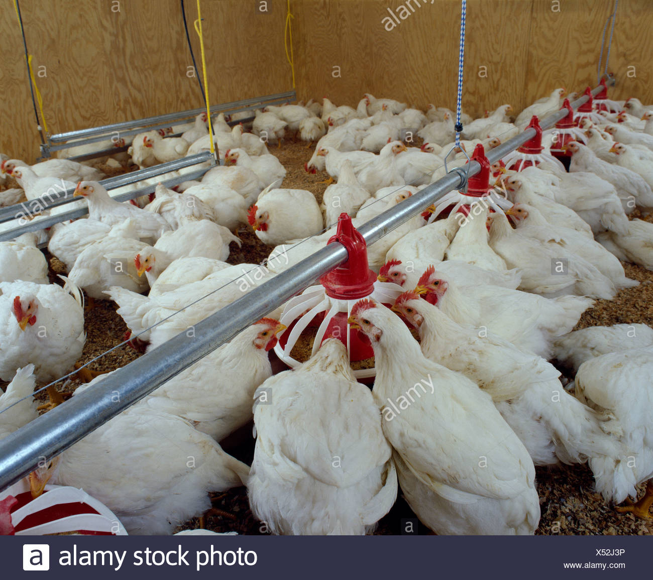 Hubbard Chicken High Resolution Stock Photography and Images - Alamy