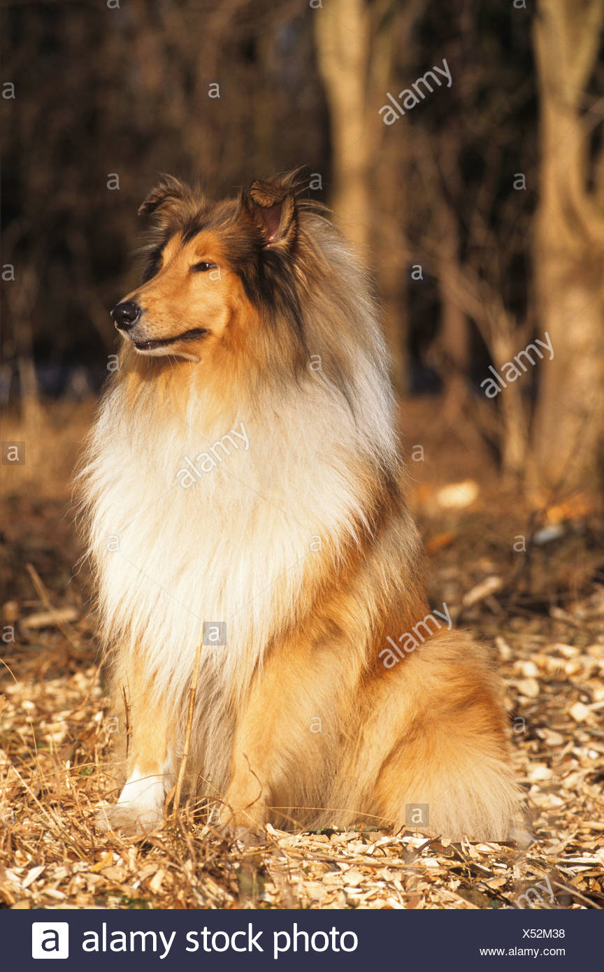Lassie Dog High Resolution Stock Photography and Images - Alamy