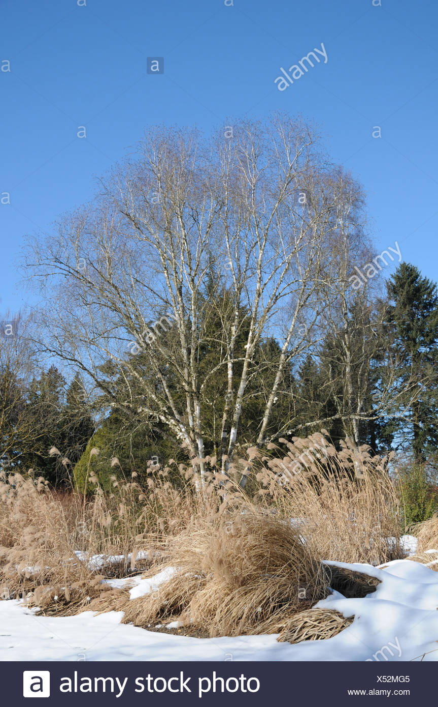 Himalayan Birch Tree Stock Photos & Himalayan Birch Tree Stock Images ...