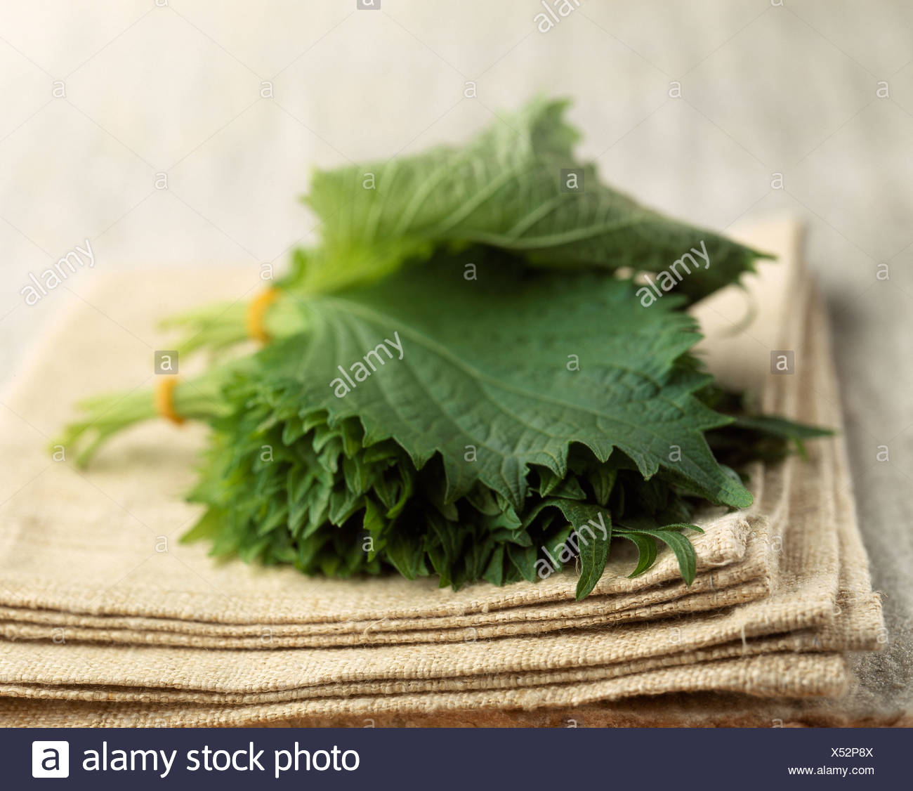 Shizo High Resolution Stock Photography and Images - Alamy