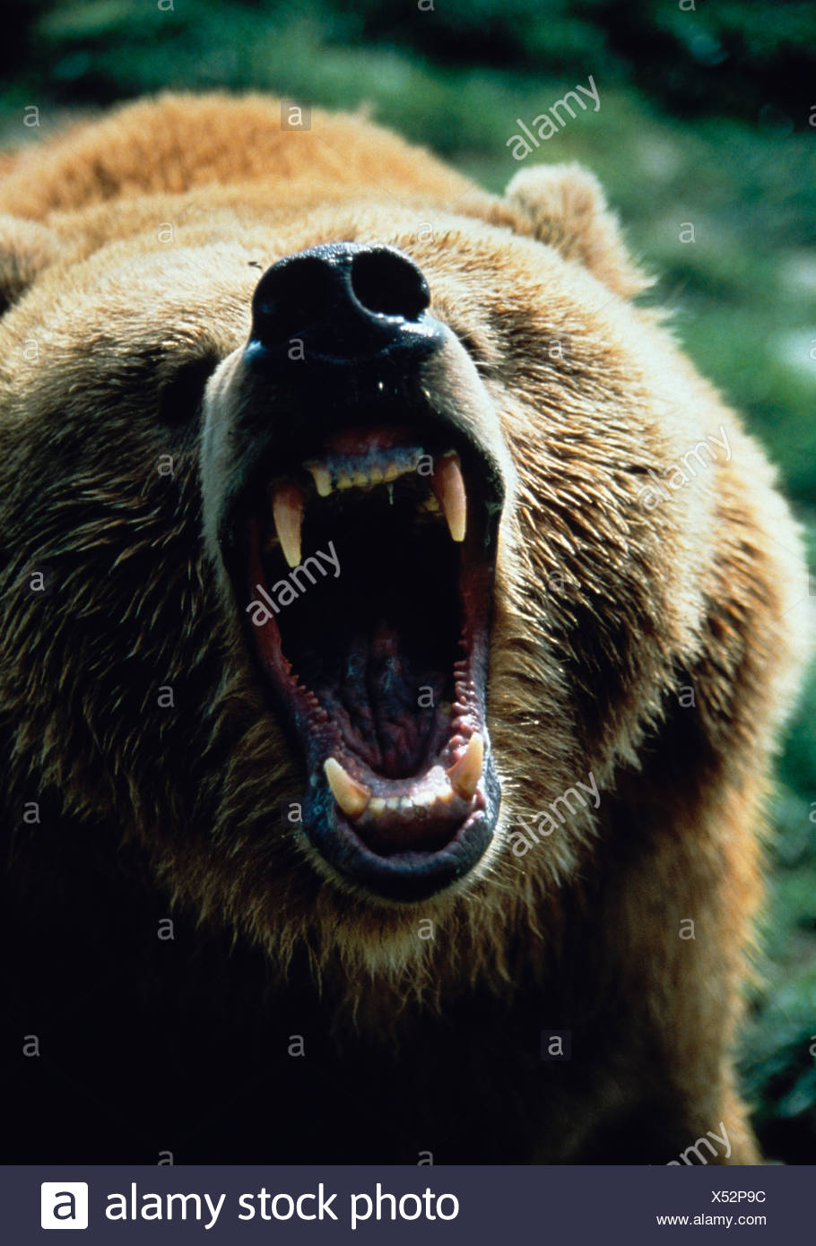 Close Up Grizzly Bear Growling High Resolution Stock Photography and Images - Alamy