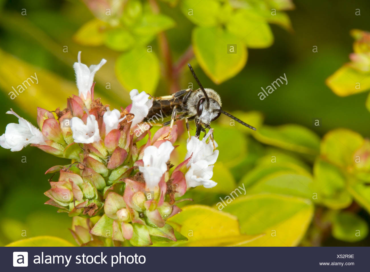 Male Bee High Resolution Stock Photography and Images - Alamy