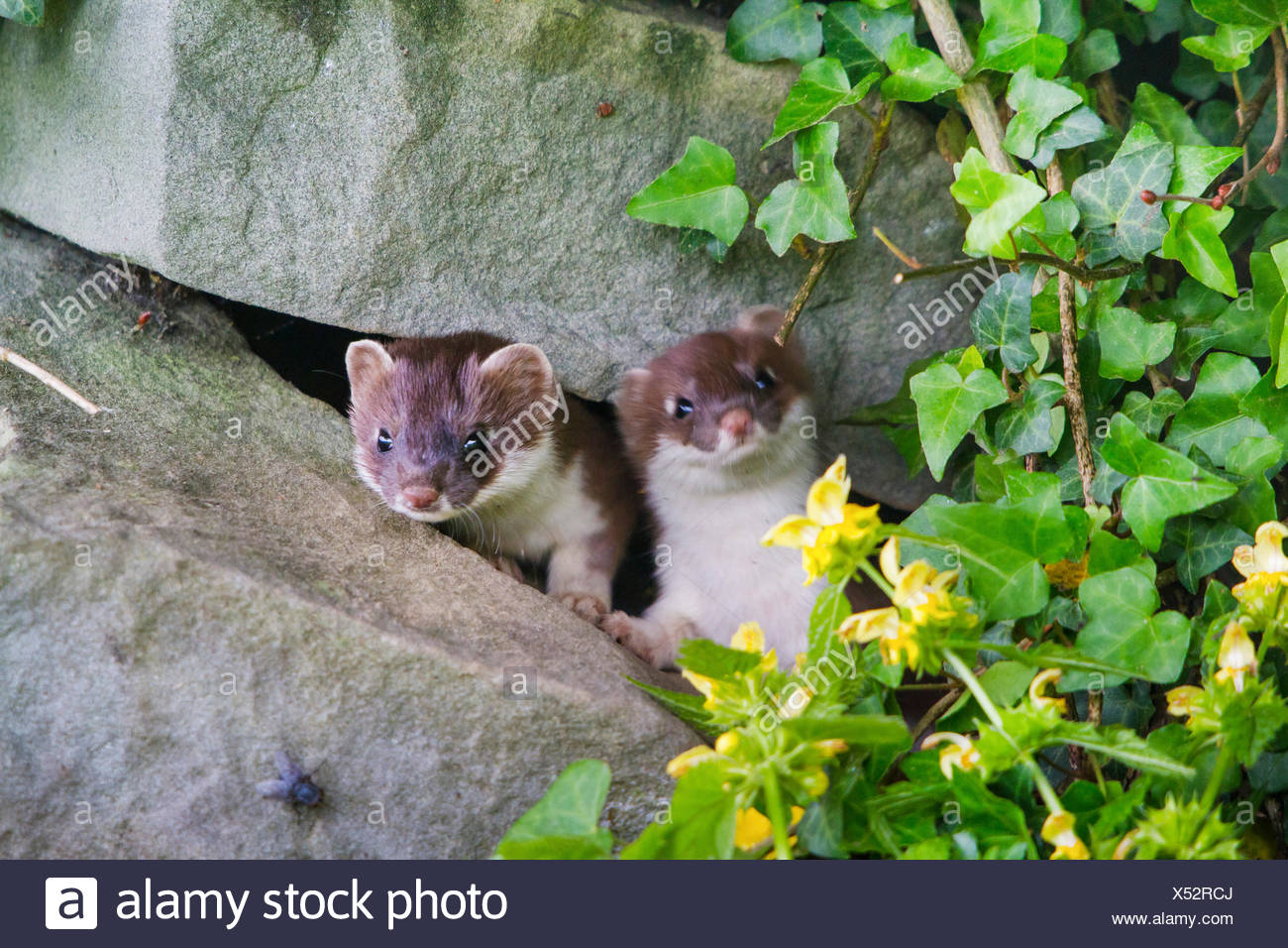 Ermines High Resolution Stock Photography and Images - Alamy