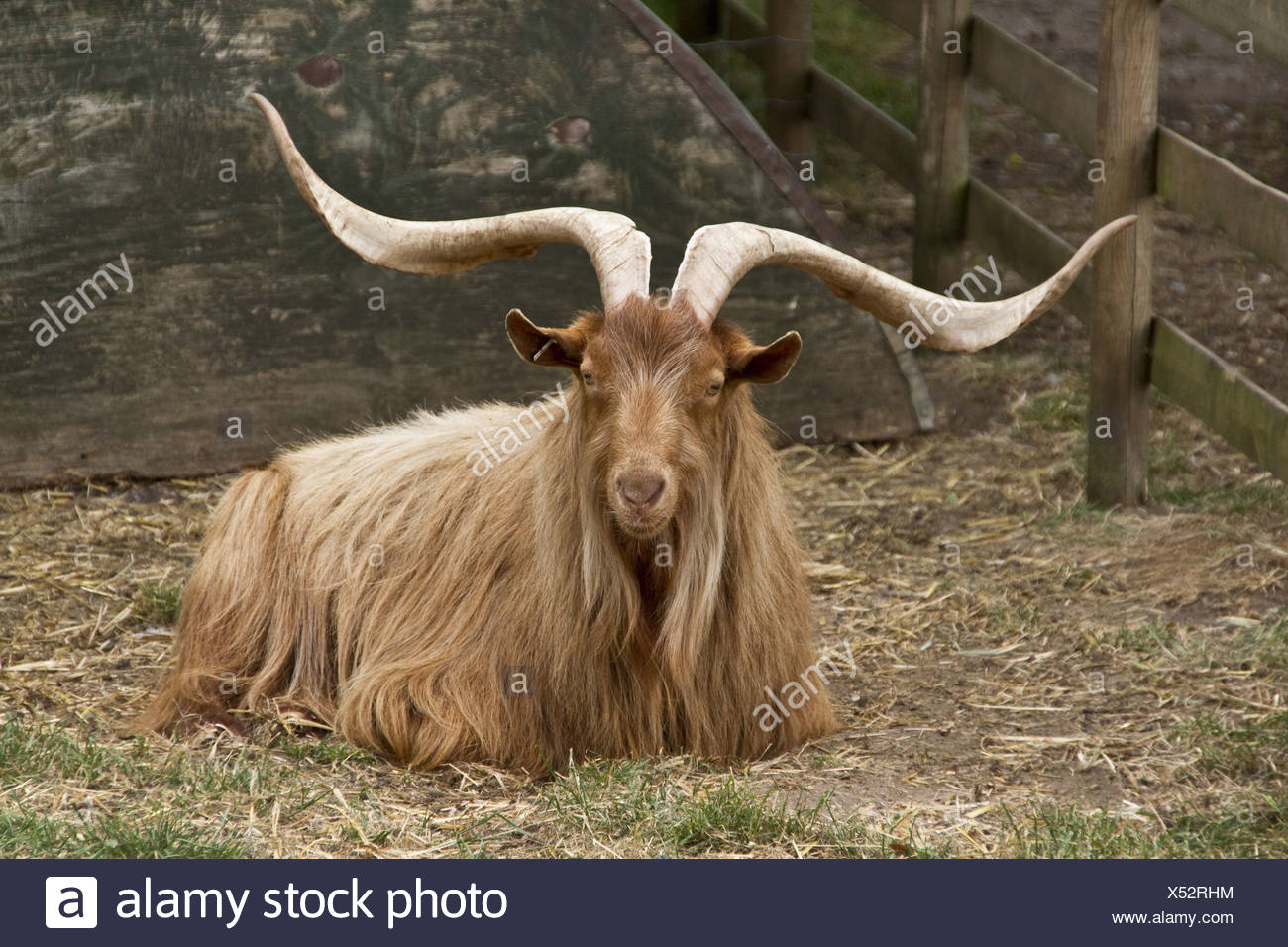 Guernsey Goat Stock Photos & Guernsey Goat Stock Images - Alamy