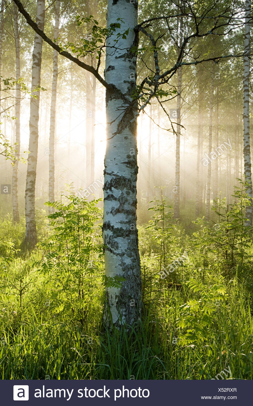 Birch Species High Resolution Stock Photography and Images - Alamy