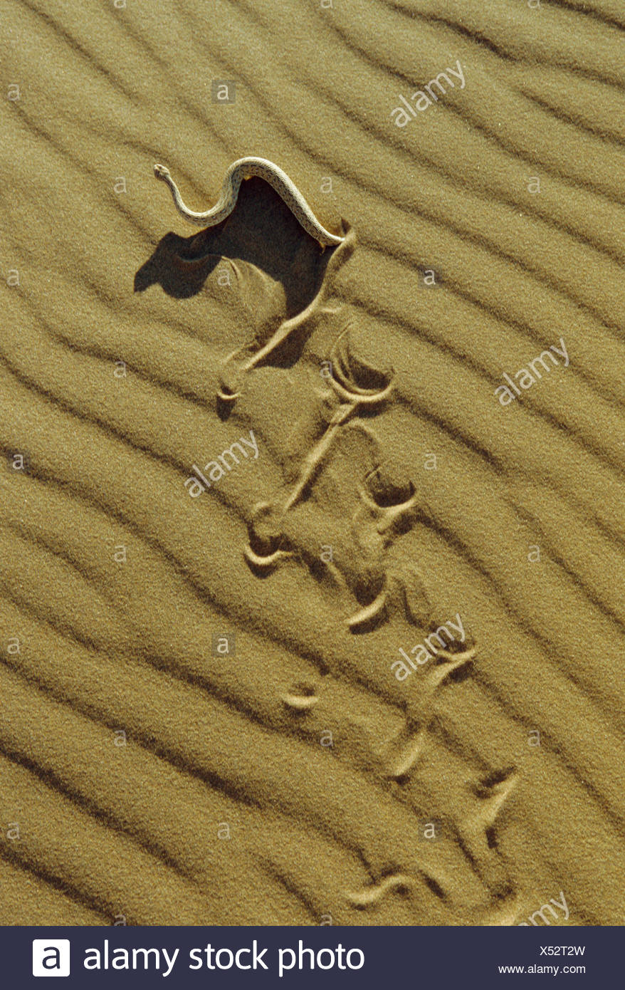 Dwarf Puff Adder Sand High Resolution Stock Photography and Images - Alamy