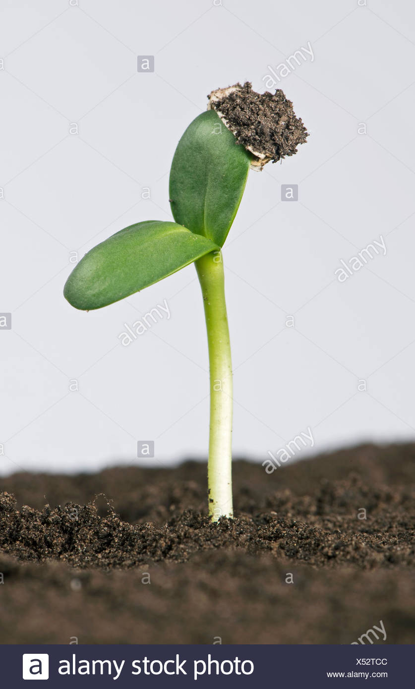 Seed Sunflower High Resolution Stock Photography and Images - Alamy