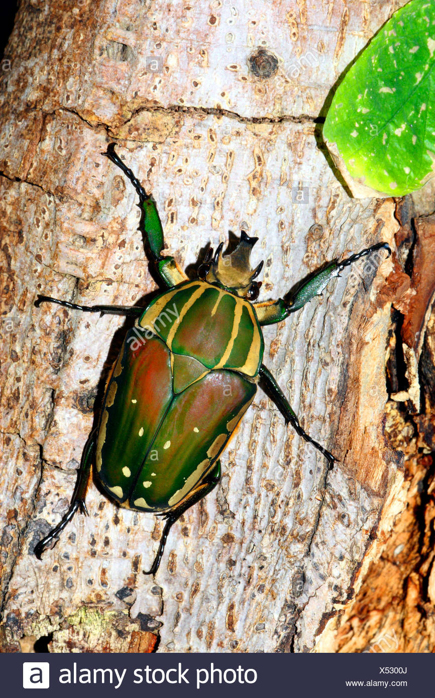 African Beetles High Resolution Stock Photography and Images - Alamy