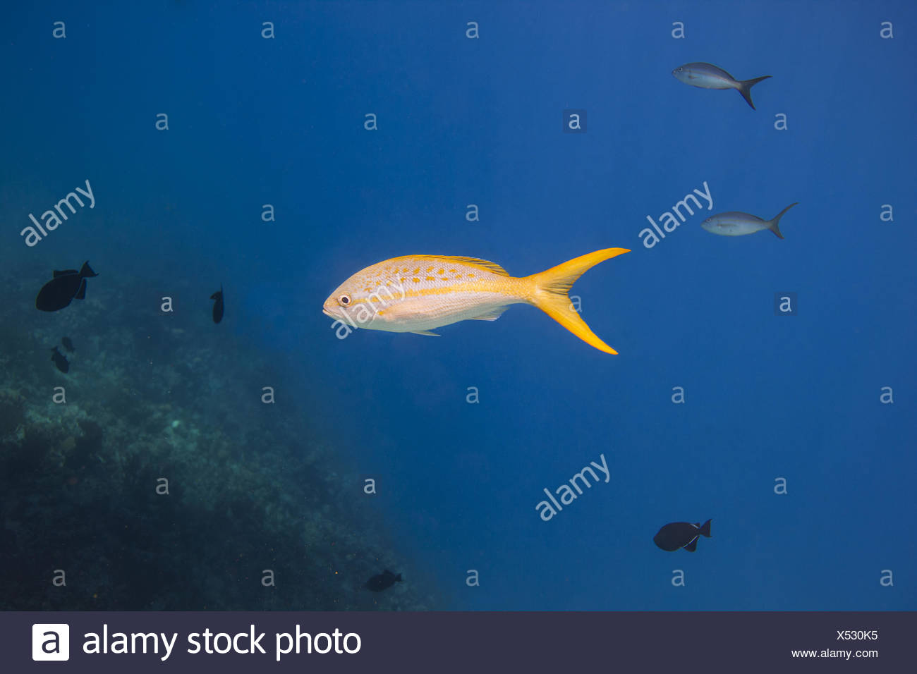 Yellowtail Grunt Stock Photos & Yellowtail Grunt Stock Images - Alamy