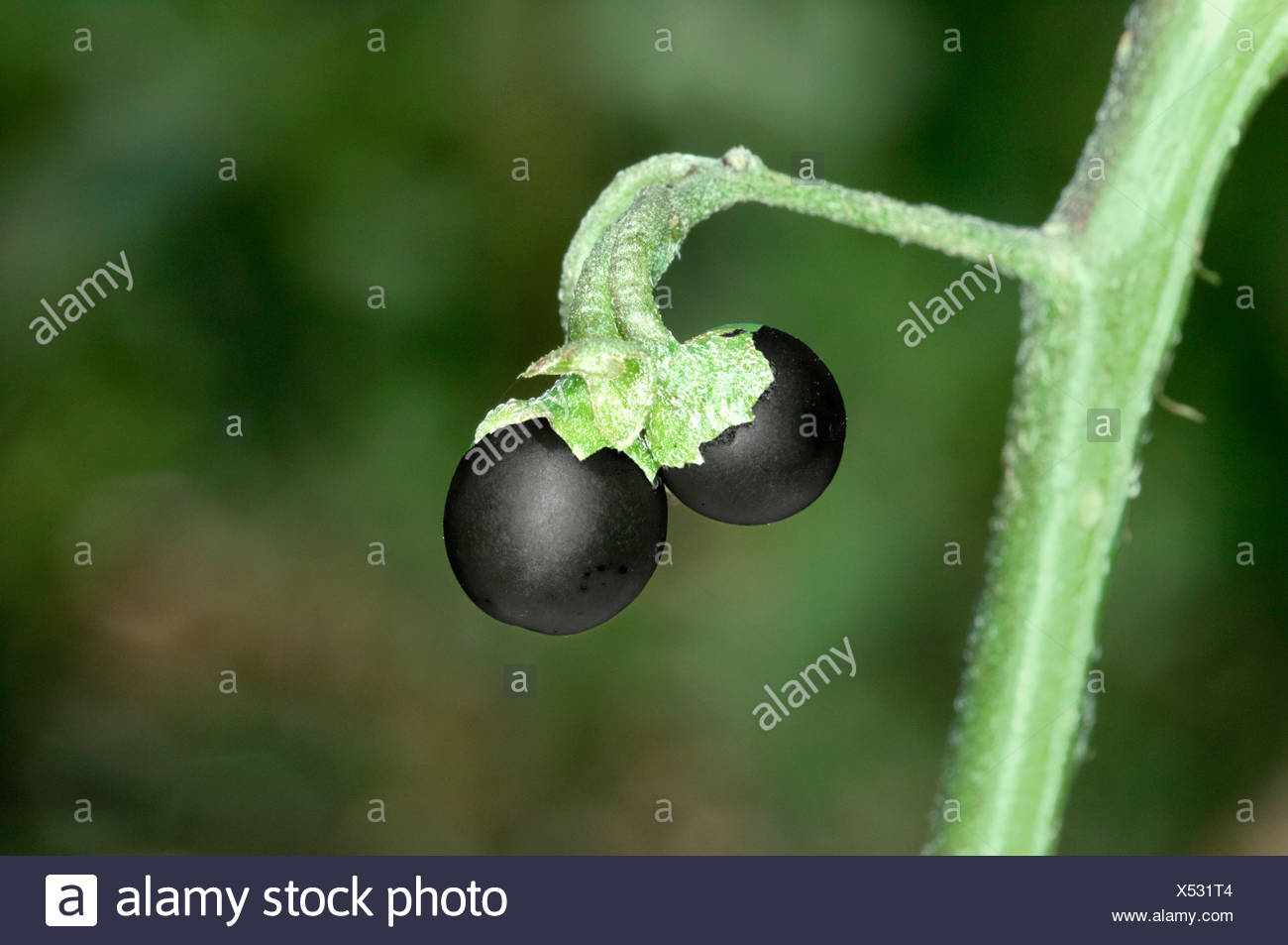 Black Nightshade Solanum Nigrum Stock Photos & Black Nightshade Solanum ...
