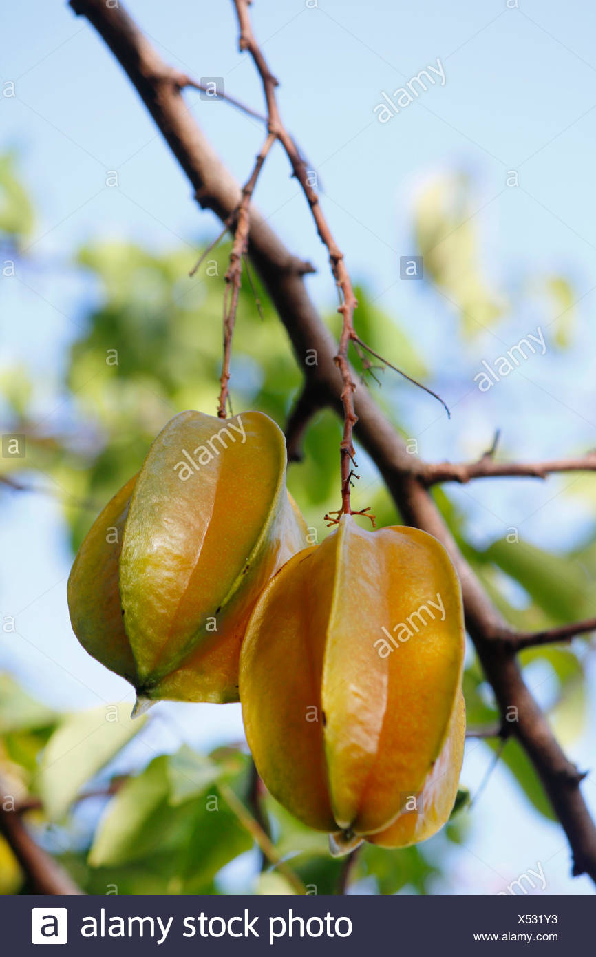 Chinese Fruits High Resolution Stock Photography and Images - Alamy