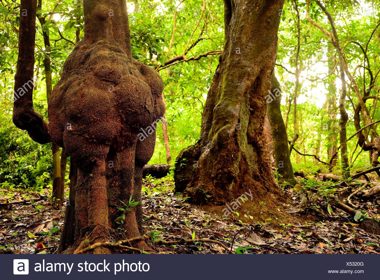 Tree Bulbous Trunk Stock Photos & Tree Bulbous Trunk Stock Images - Alamy