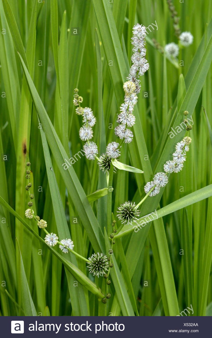 Simplestem High Resolution Stock Photography and Images - Alamy