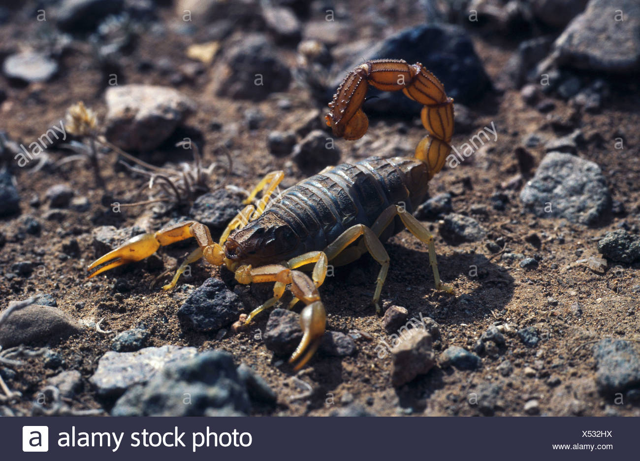 Androctonus Australis High Resolution Stock Photography and Images - Alamy