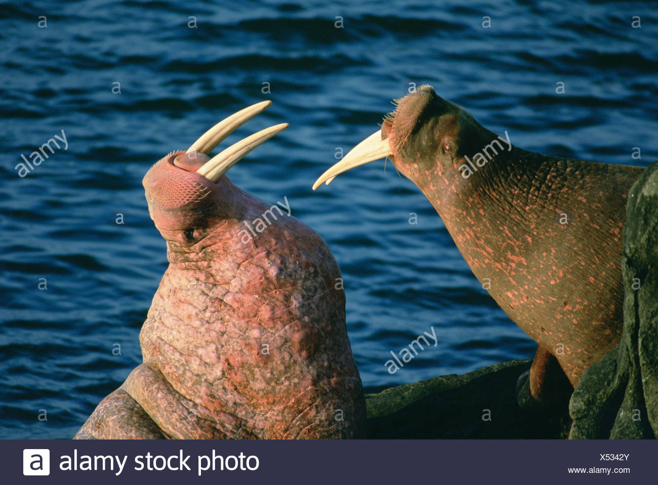 Odobenus Rosmarus Fighting Stock Photos & Odobenus Rosmarus Fighting ...