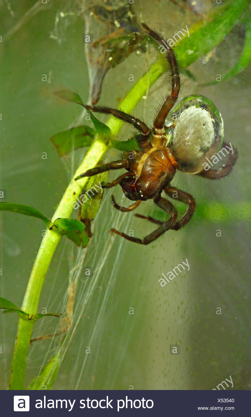 Diving Bell Spider Stock Photos & Diving Bell Spider Stock Images - Alamy