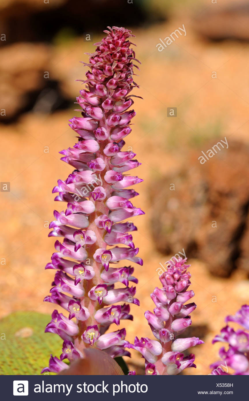Lachenalia Stock Photos & Lachenalia Stock Images - Alamy