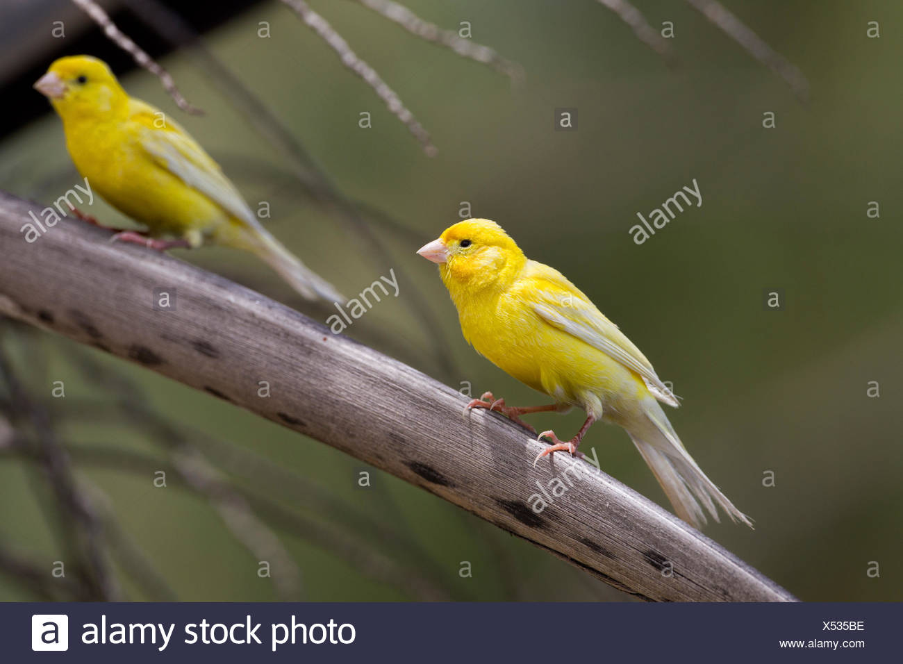 Canary Islands Colour High Resolution Stock Photography and Images - Alamy