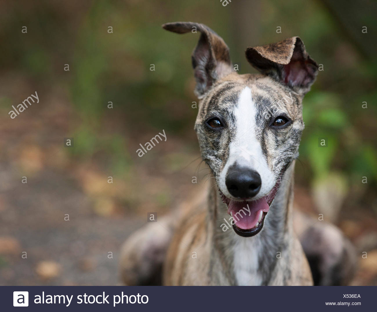 Greyhound Whippet High Resolution Stock Photography and Images - Alamy