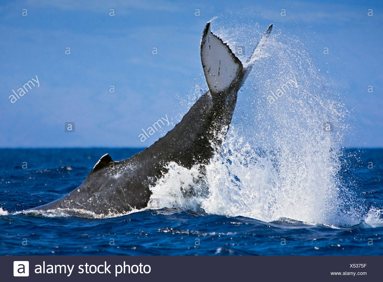 Humpback Whale Tail Fluke High Resolution Stock Photography and Images ...