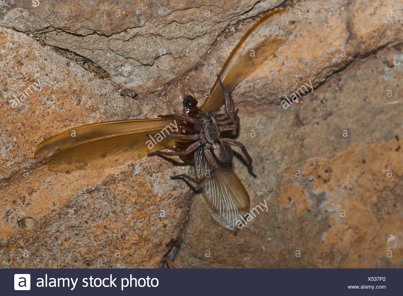 Spider With Seized Termite High Resolution Stock Photography and Images ...