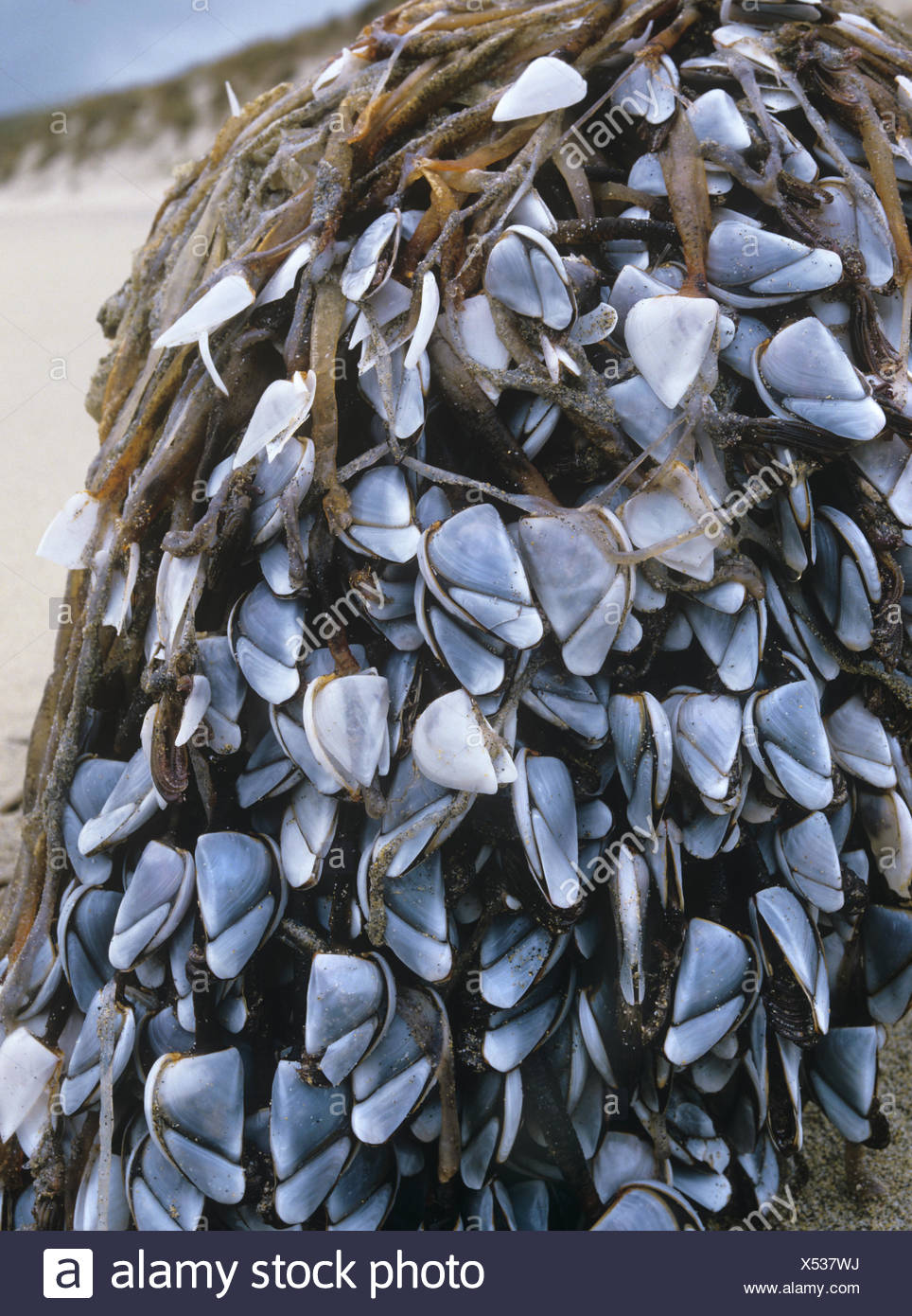 Lepas Stock Photos & Lepas Stock Images - Alamy