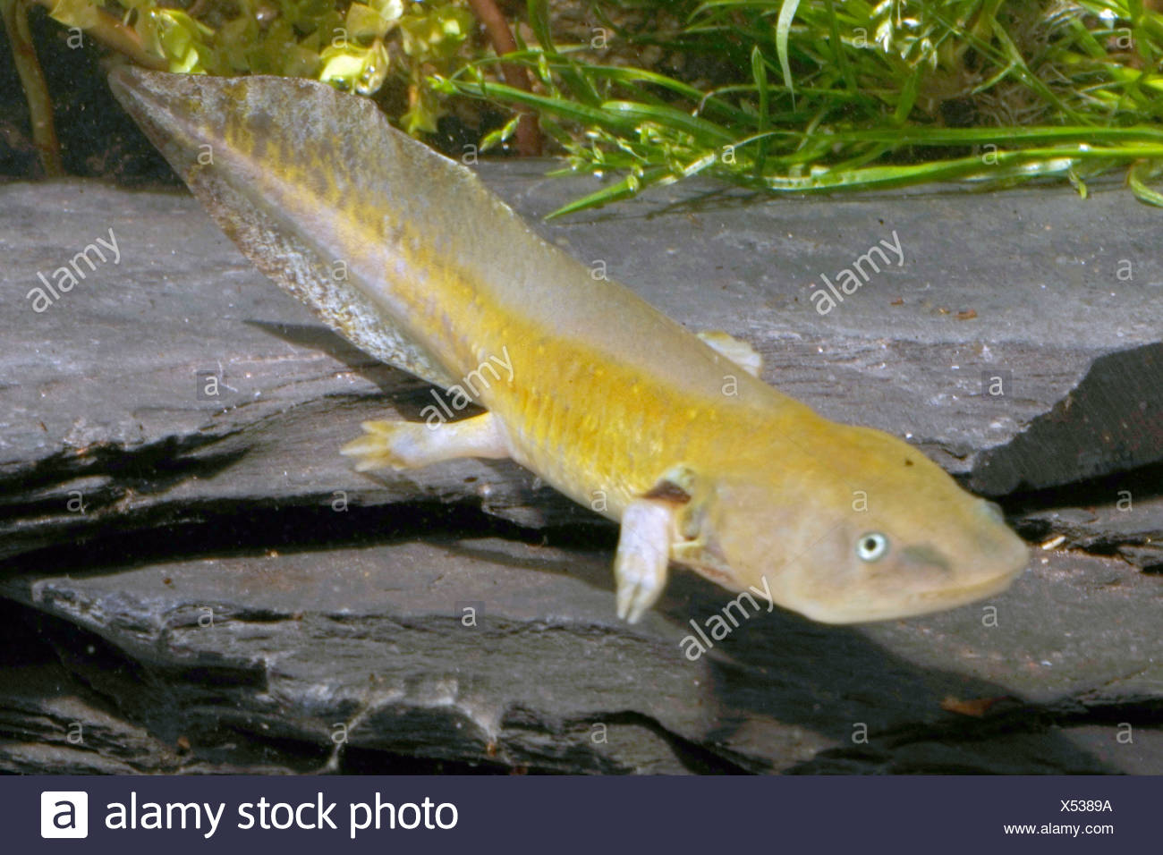 Tiger Salamanders Ambystoma Tigrinum High Resolution Stock Photography ...