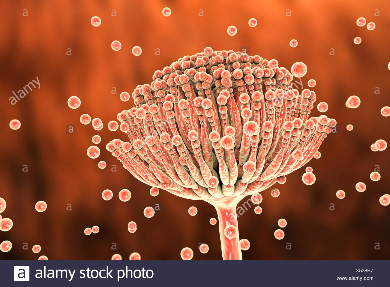 Fungi Computer Background High Resolution Stock Photography and Images ...