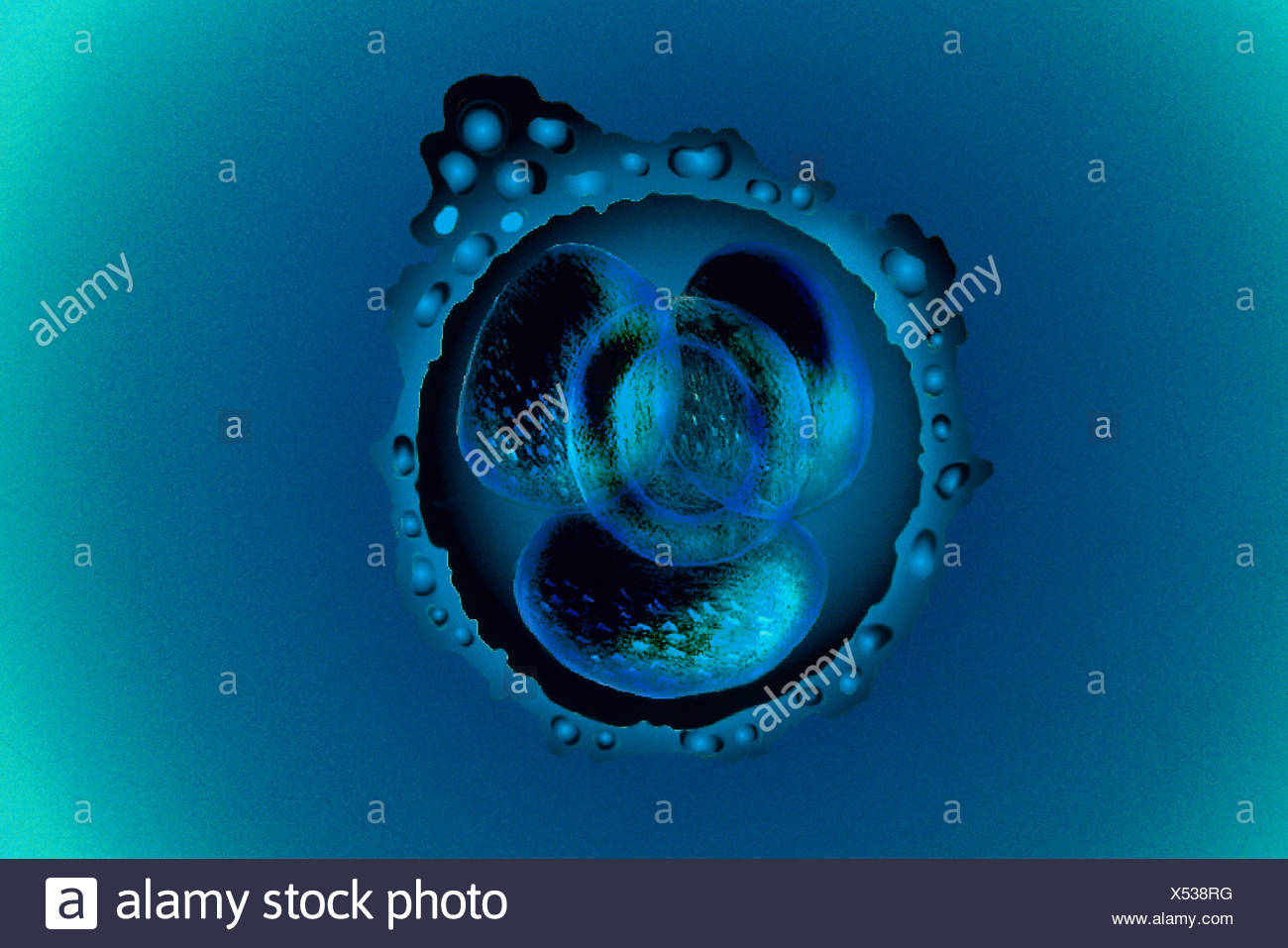 Blastula Embryo High Resolution Stock Photography and Images - Alamy
