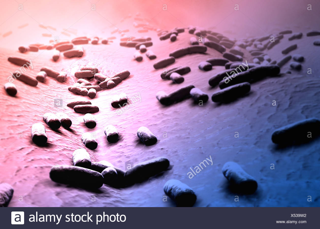 Bacillus Cereus Bacteria Illustration High Resolution Stock Photography ...