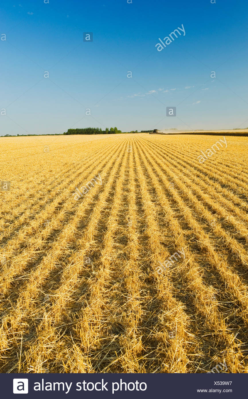 Stubble Fields Stock Photos & Stubble Fields Stock Images - Alamy