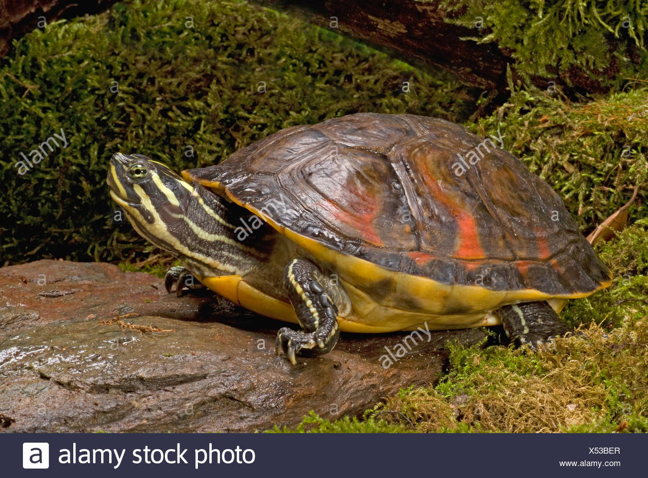 Redbelly High Resolution Stock Photography and Images - Alamy